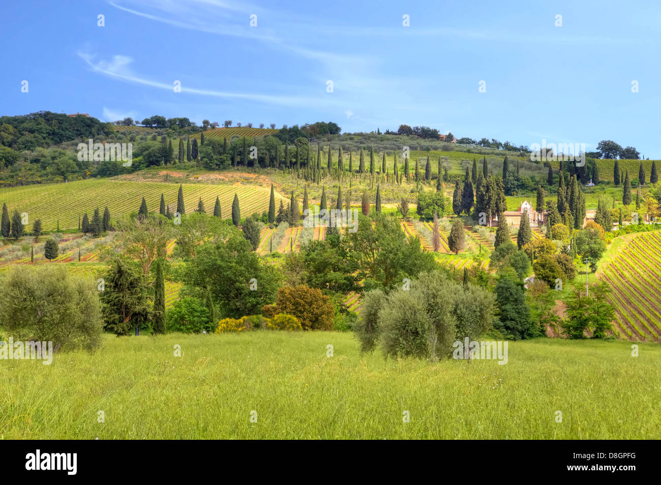 landscape with cypresses in Val d'Orcia, Tuscany, Italy Stock Photo - Alamy