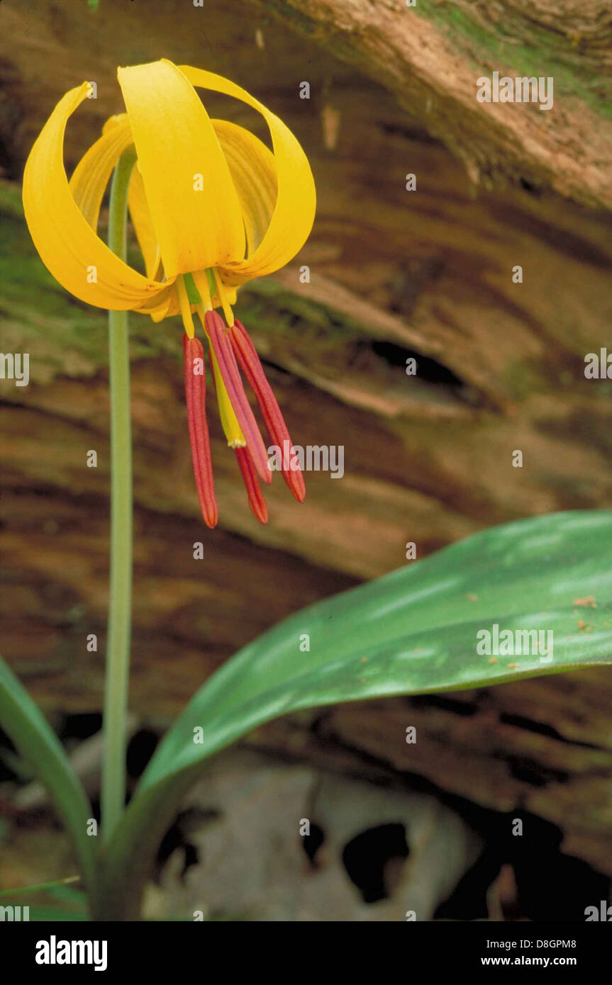 The bright yellow trout lily, also known as Erythronium americanum, displays its distinctive ...