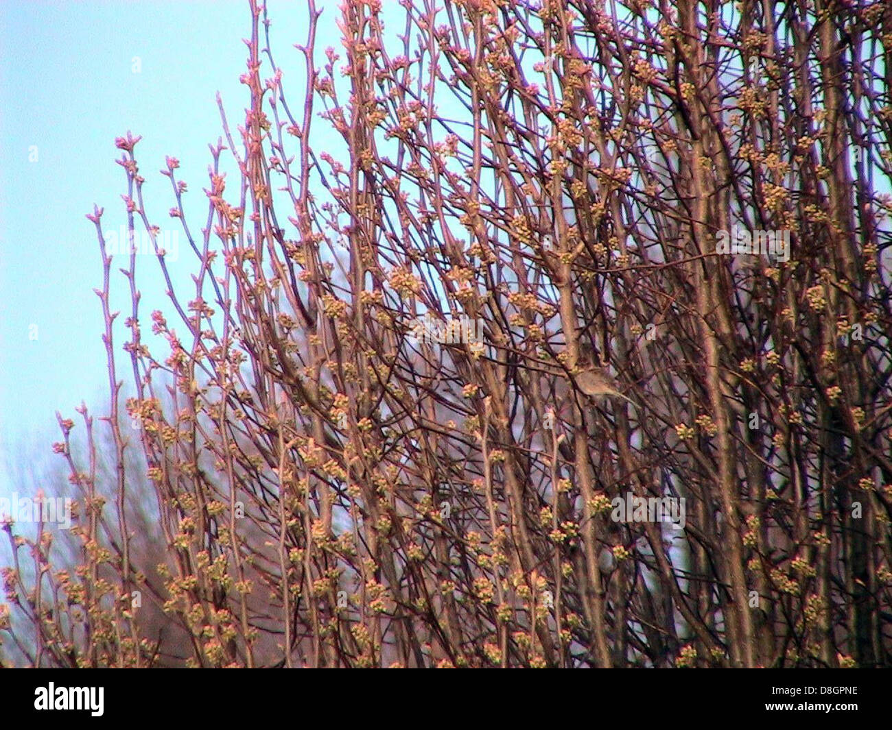 Broadford pear buds Stock Photo - Alamy