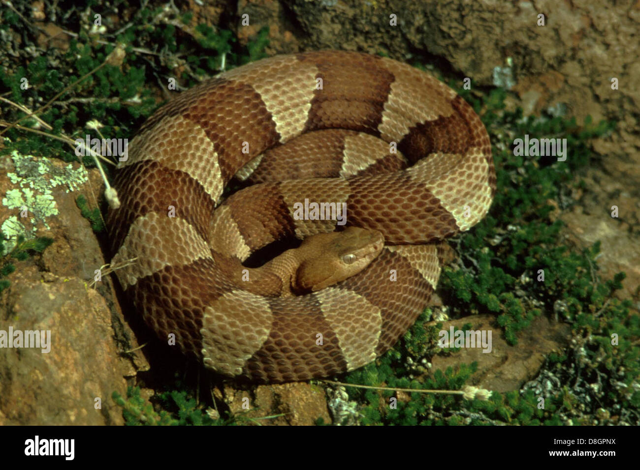 Copperhead snake camouflage hi-res stock photography and images - Alamy