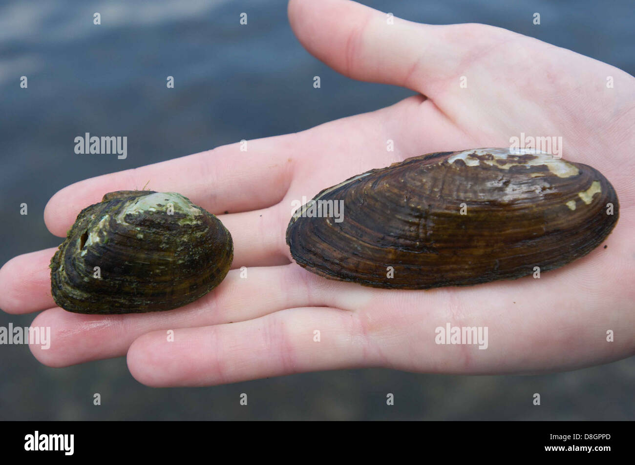 Elliptio fisheriana hi-res stock photography and images - Alamy