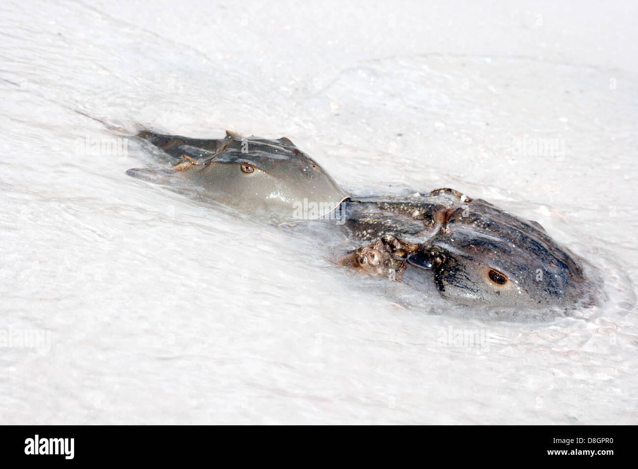Horseshoe crab (Limulus Stock Photo - Alamy
