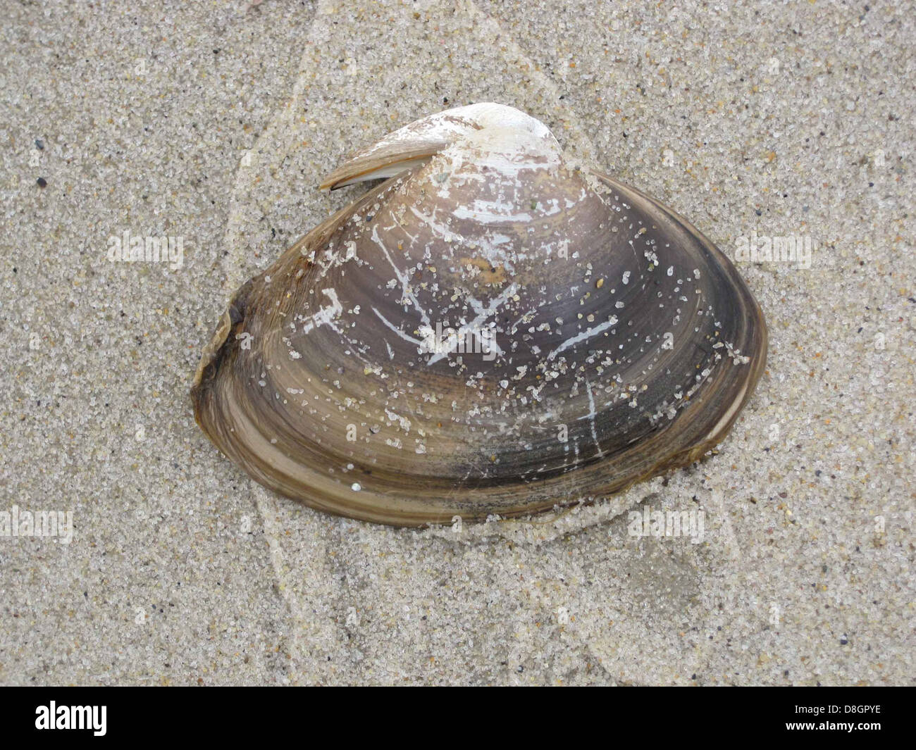 Brown sea shell in sand Stock Photo - Alamy