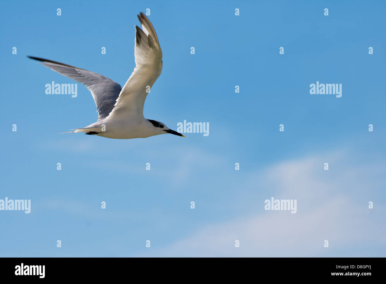 Flying tern hi-res stock photography and images - Alamy
