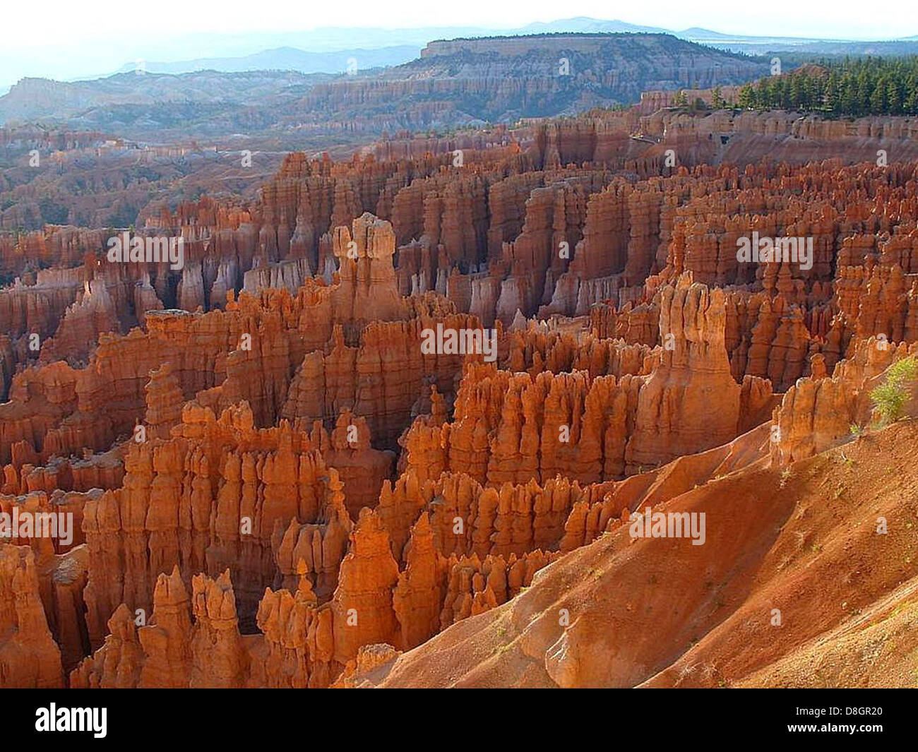 The hoodoos of Bryce Canyon, unique rock formations shaped by erosion ...