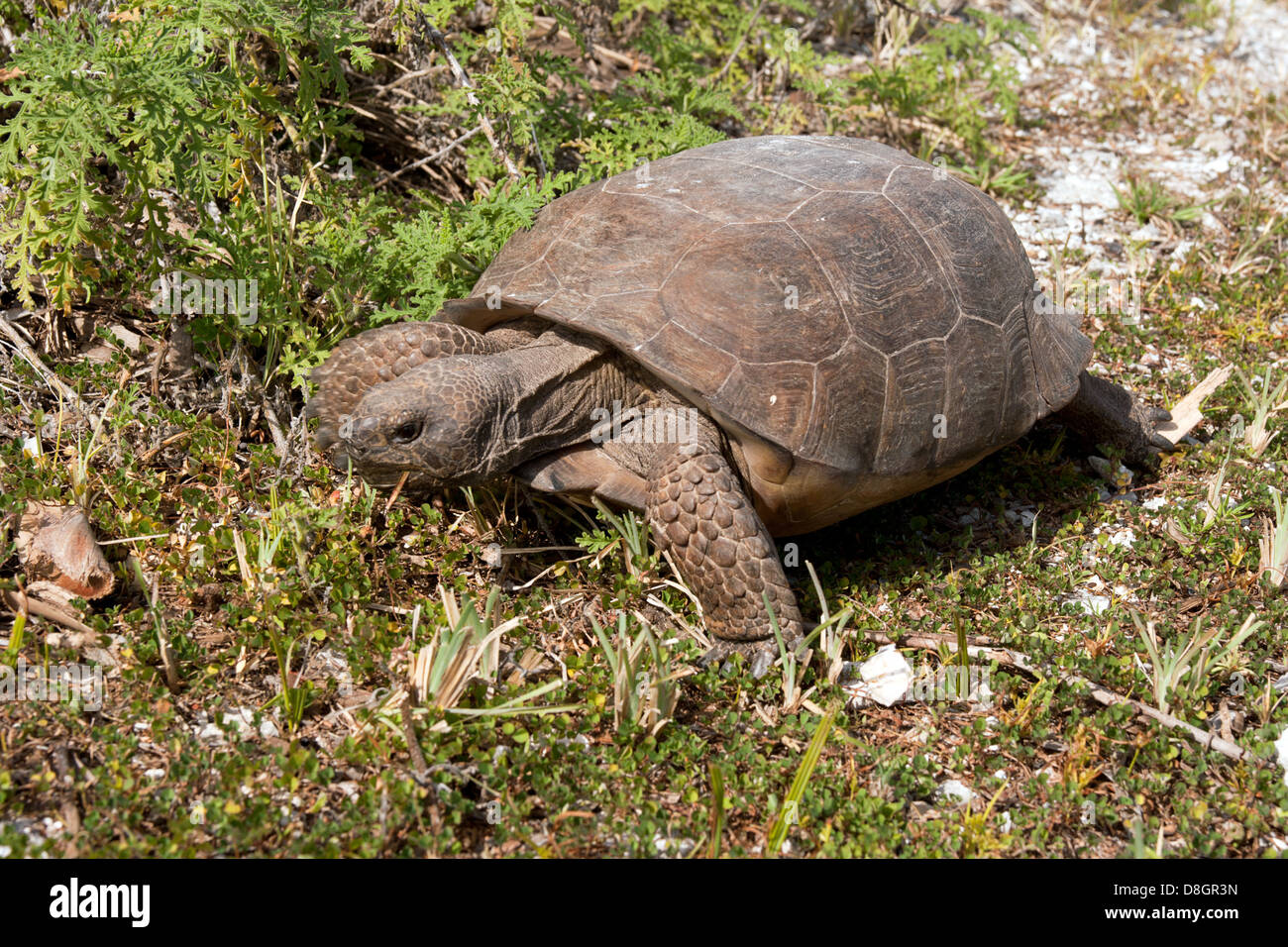 Wildtier turtle hi-res stock photography and images - Alamy
