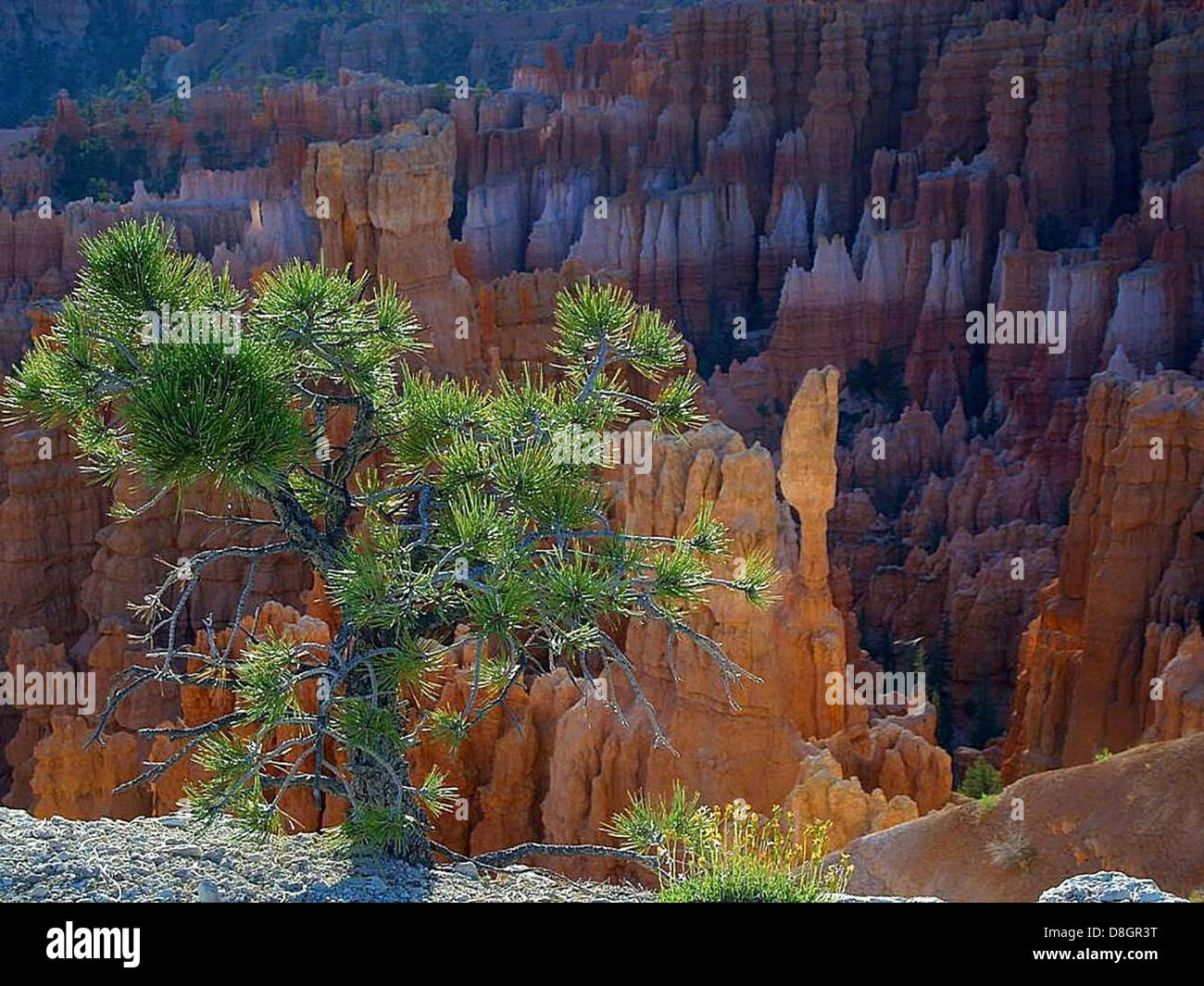 A view of pine trees in the Bryce Canyon area, with tall, slender trees ...