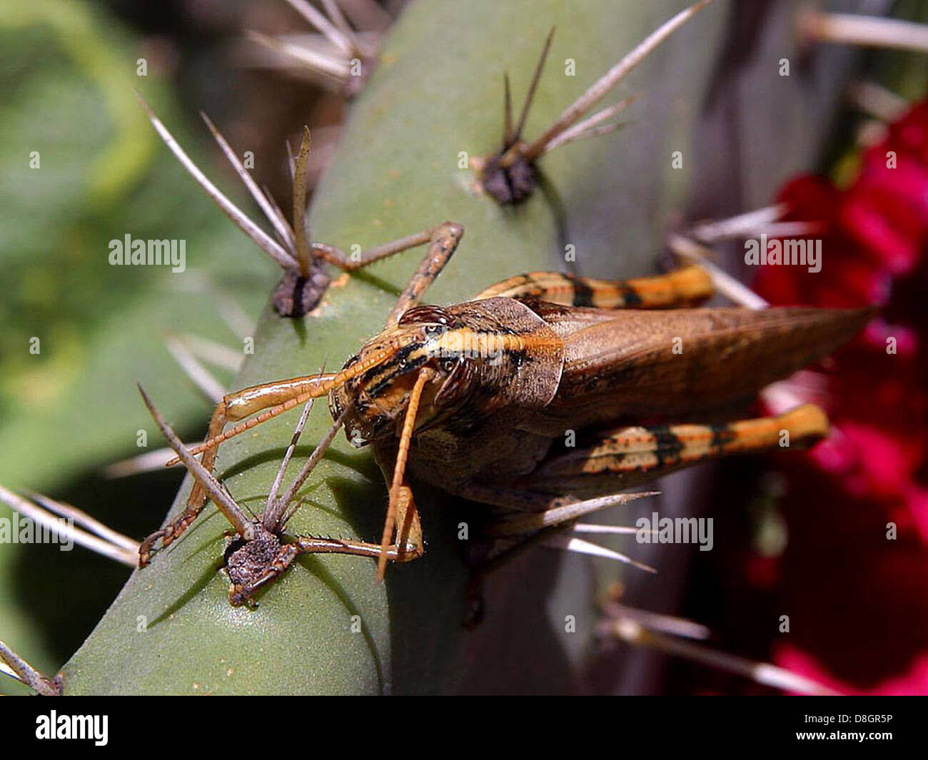 A variety of bugs and insects, including grasshoppers, are pictured ...