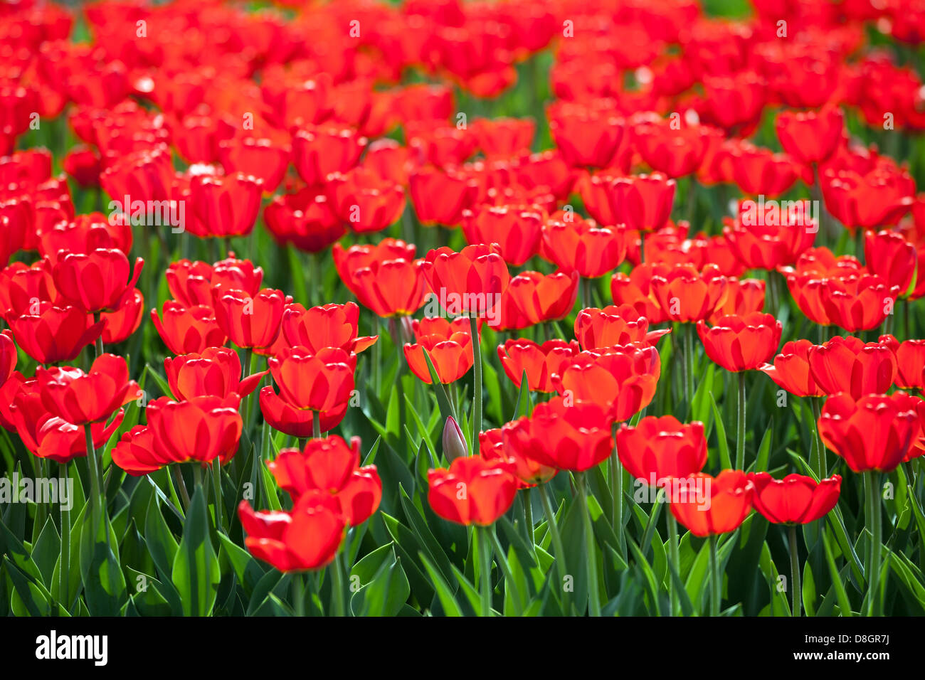 Tulip culture hi-res stock photography and images - Alamy