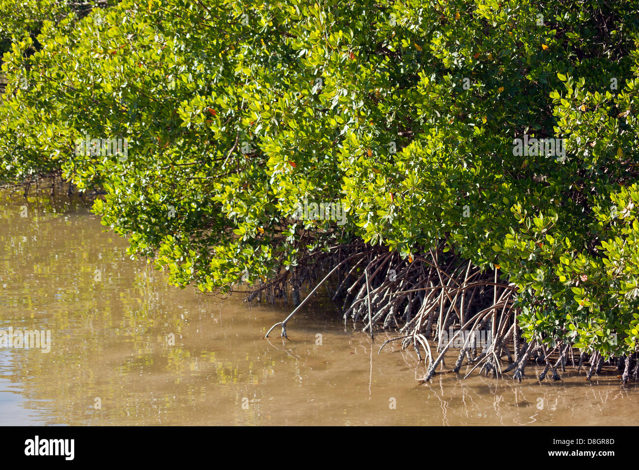 Aerial mangroves water hi-res stock photography and images - Alamy