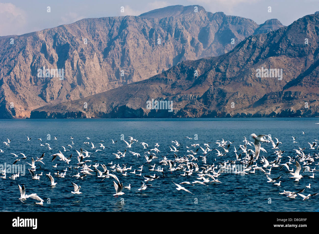A flock of seagulls fishing in the Persian Gulf off the rugged ...