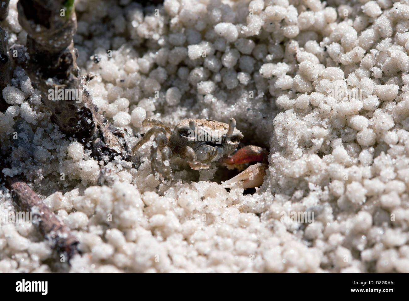 red-jointed Fiddler Crab Stock Photo - Alamy