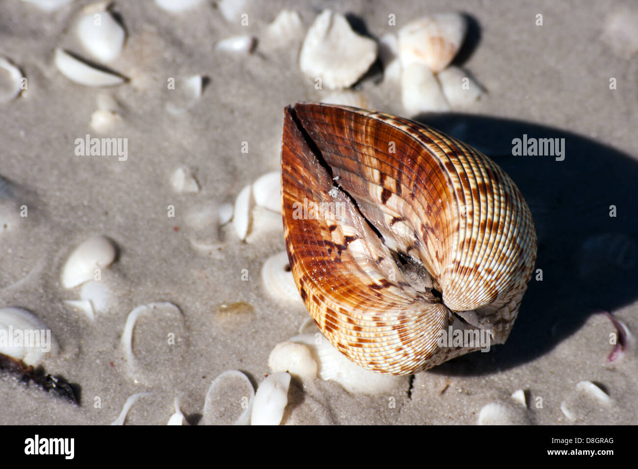 Giant atlantic cockle dinocardium robustum hi-res stock photography and ...