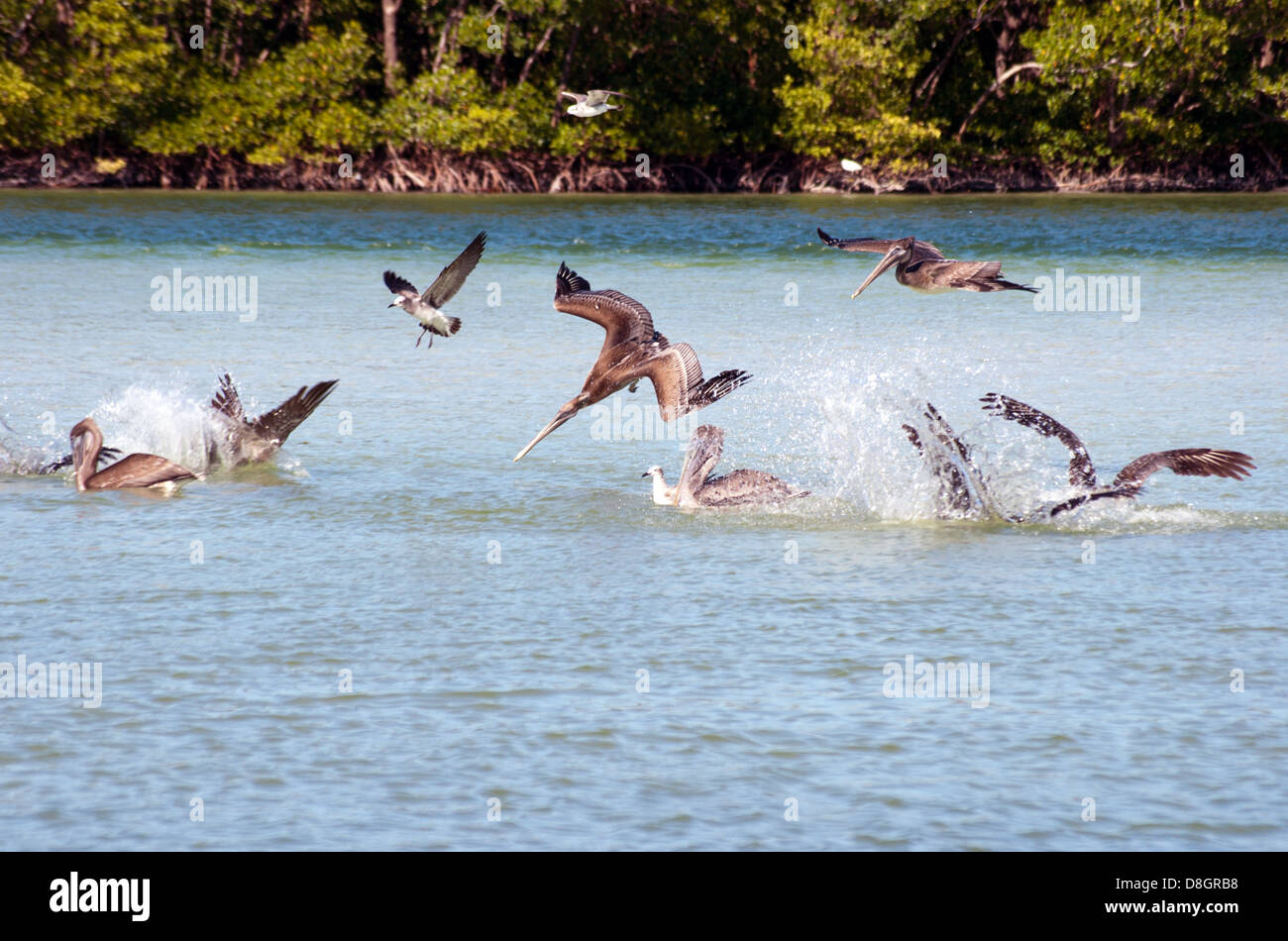 Plume hunting hi-res stock photography and images - Alamy