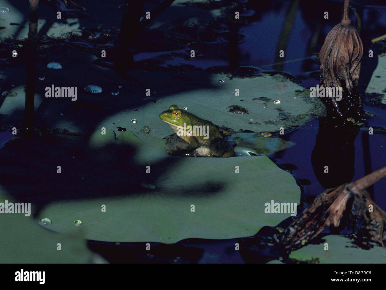 Habitat includes lakes hi-res stock photography and images - Alamy