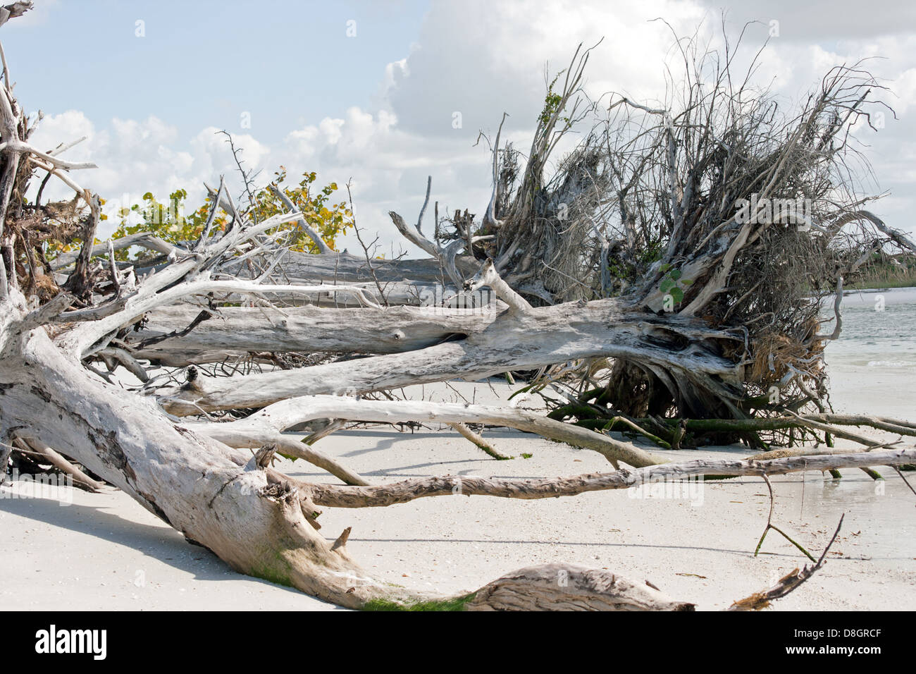 fallen trees on a beach Stock Photo - Alamy
