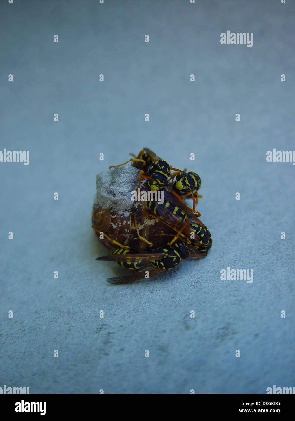 Wasps nest larvae development hi-res stock photography and images - Alamy