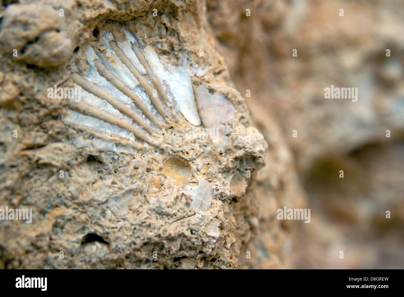Marble with fossil hi-res stock photography and images - Alamy