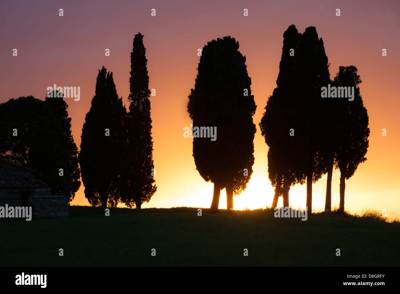 cypresses in Val d'Orcia, Tuscany, Italy during sunset Stock Photo - Alamy