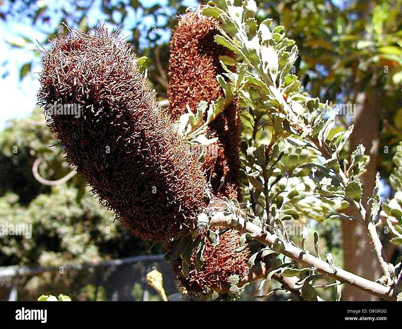 This image shows a variety of live plants growing in a bush, creating a ...