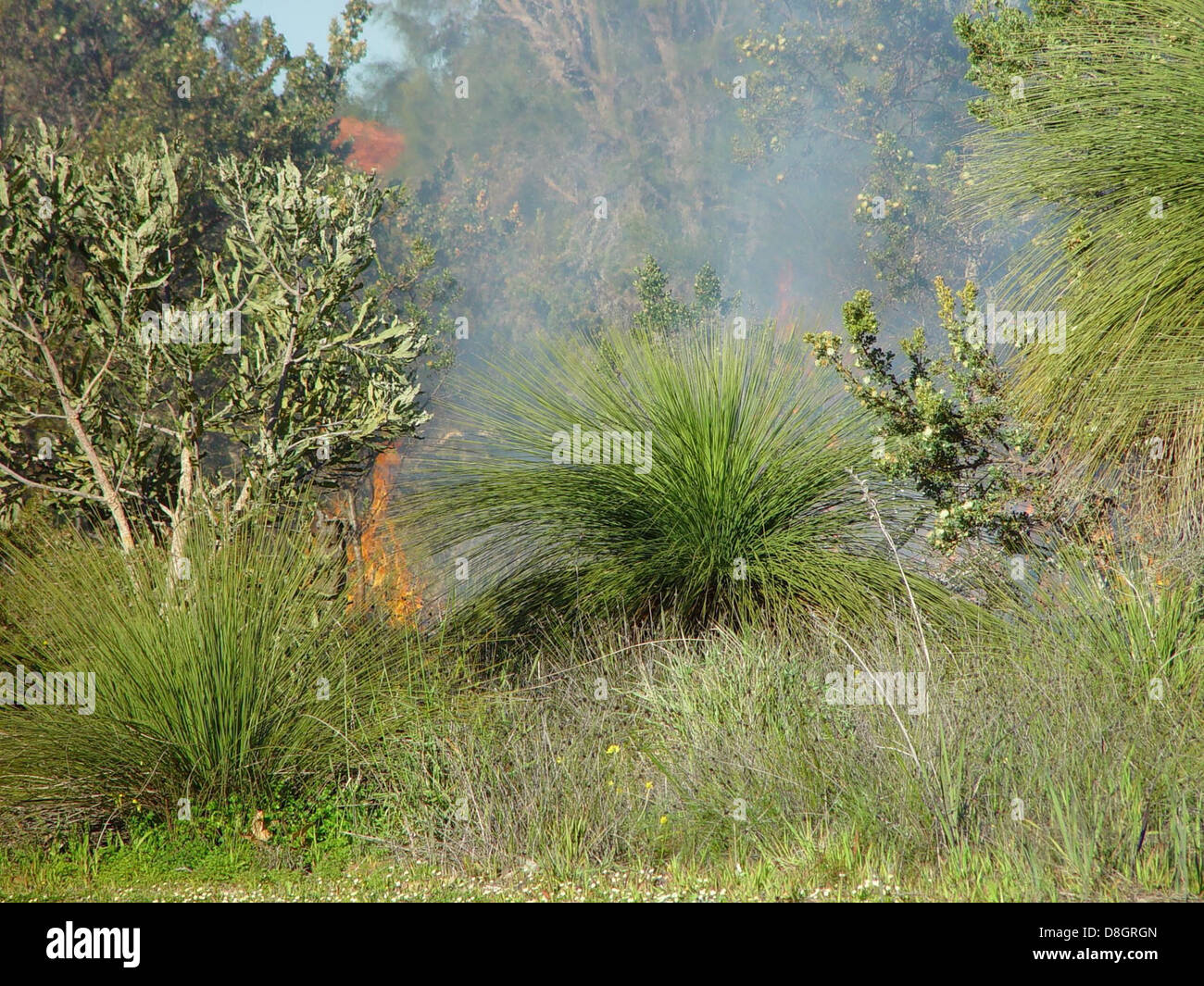 A bushfire burning through a forest or bushland area. Bushfires are ...