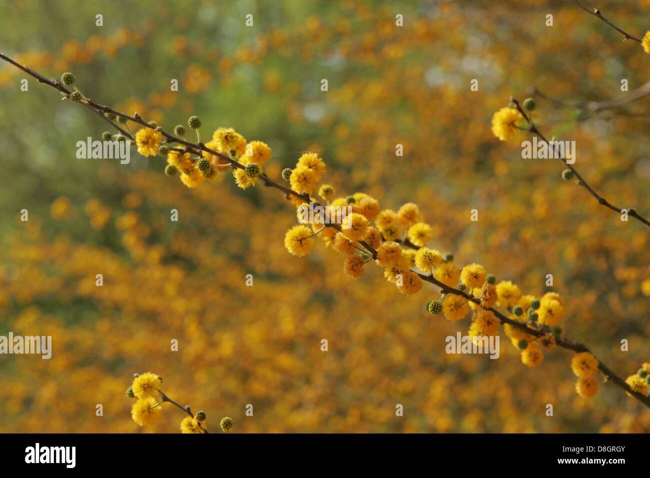 A vibrant flowering plant showcasing a burst of color with various ...