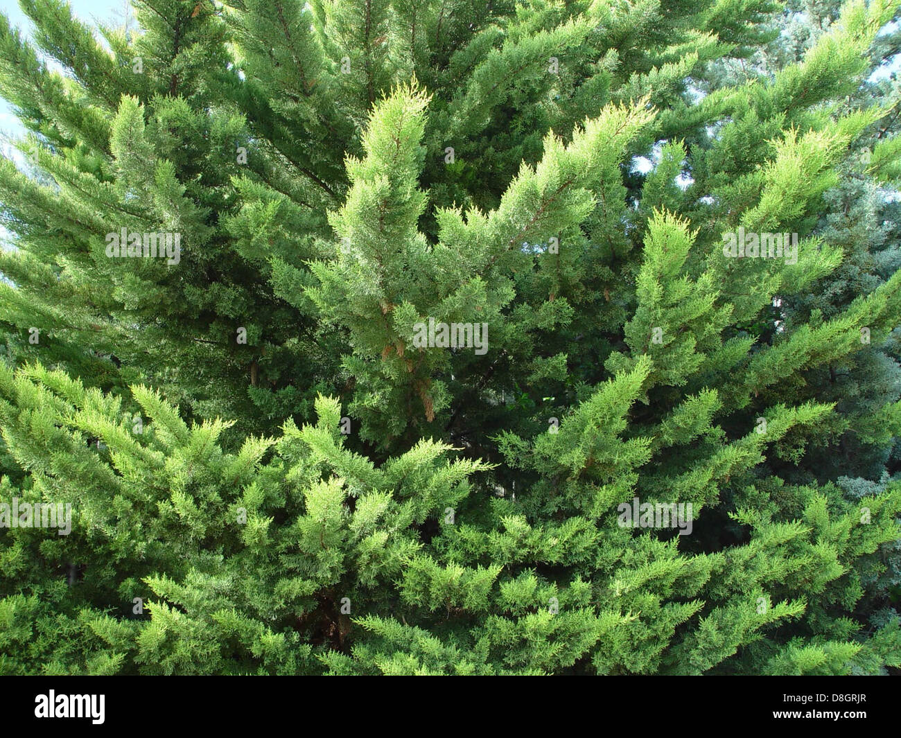A dense background of bushy pine trees, displaying their thick needles ...