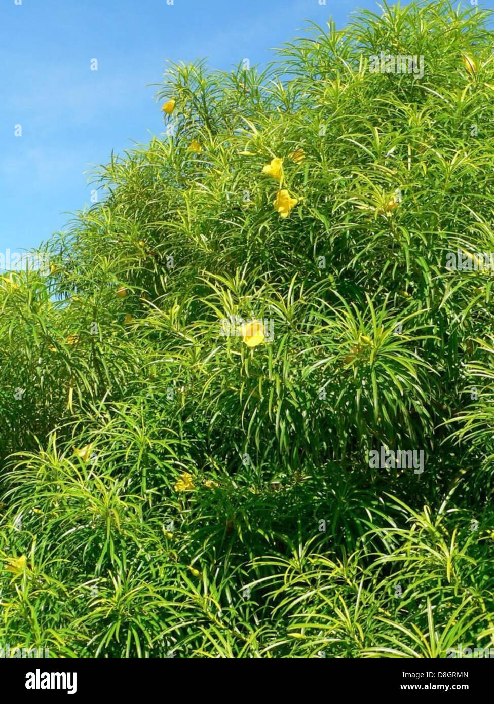 Bush with sharp leaves and yellow flowers Stock Photo - Alamy
