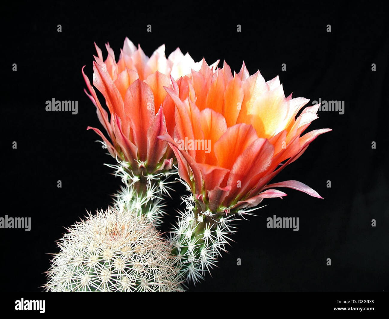 Cacti bloom with bright, vibrant flowers that contrast against their spiny green bodies. These ...