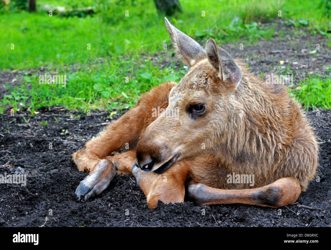 Hoof and moose hi-res stock photography and images - Alamy