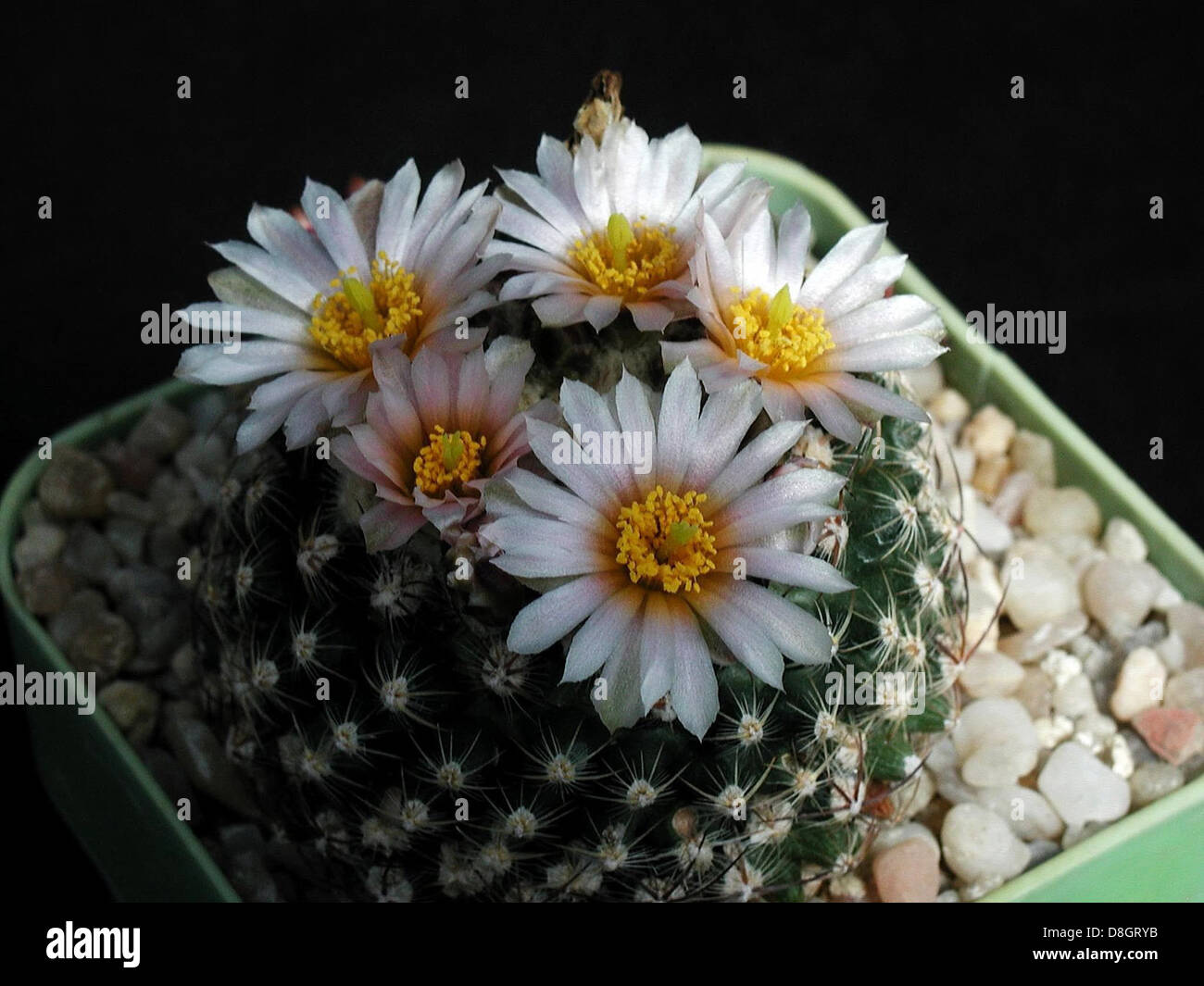 A close-up image of a beautiful cactus, showcasing its intricate form ...