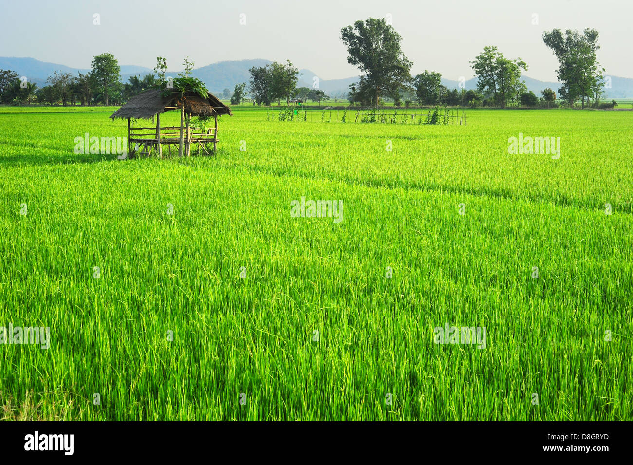 Rice field at sunset in Thailand Stock Photo - Alamy