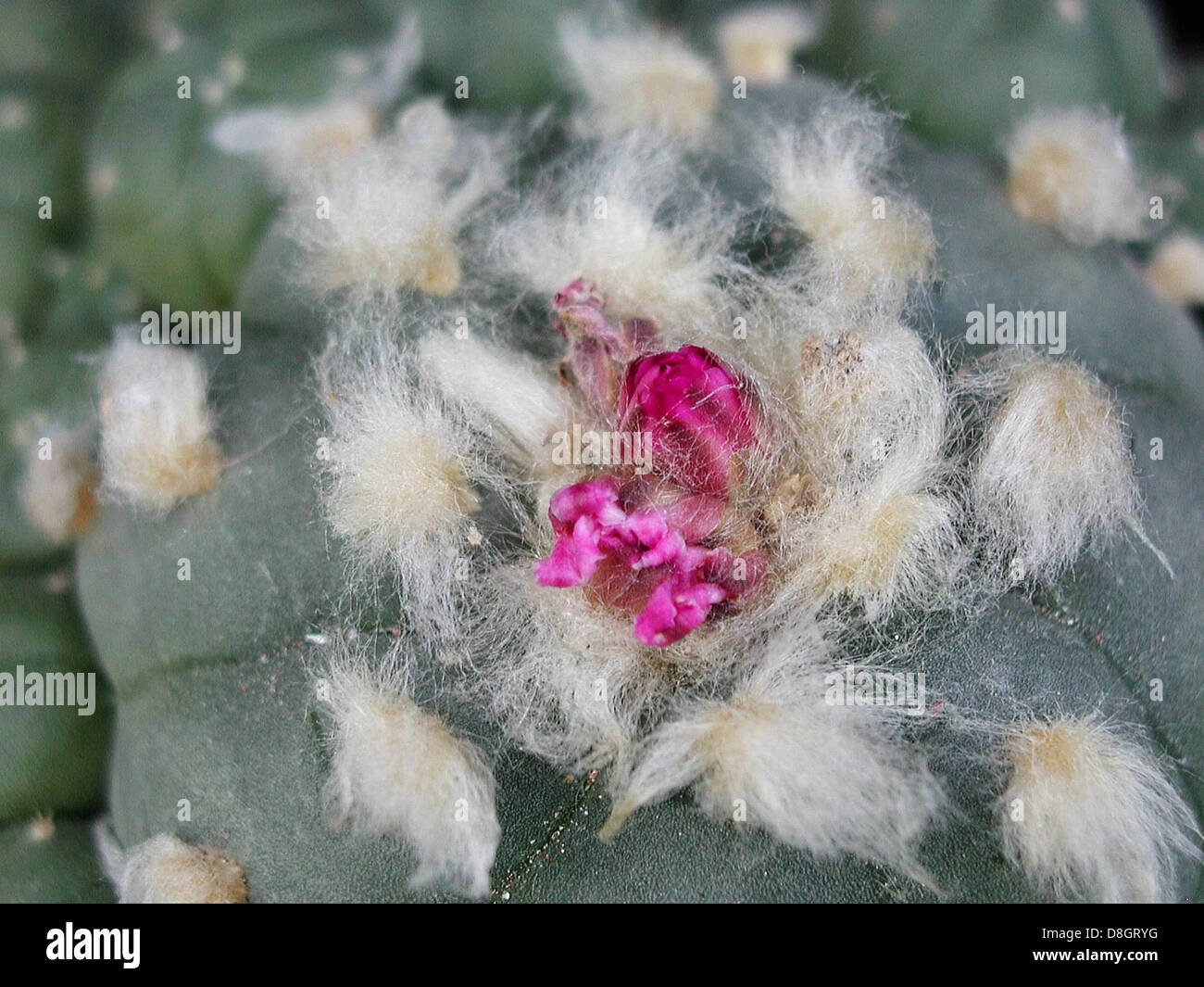 A close-up of a cactus before it begins to flower. The cactus shows its ...