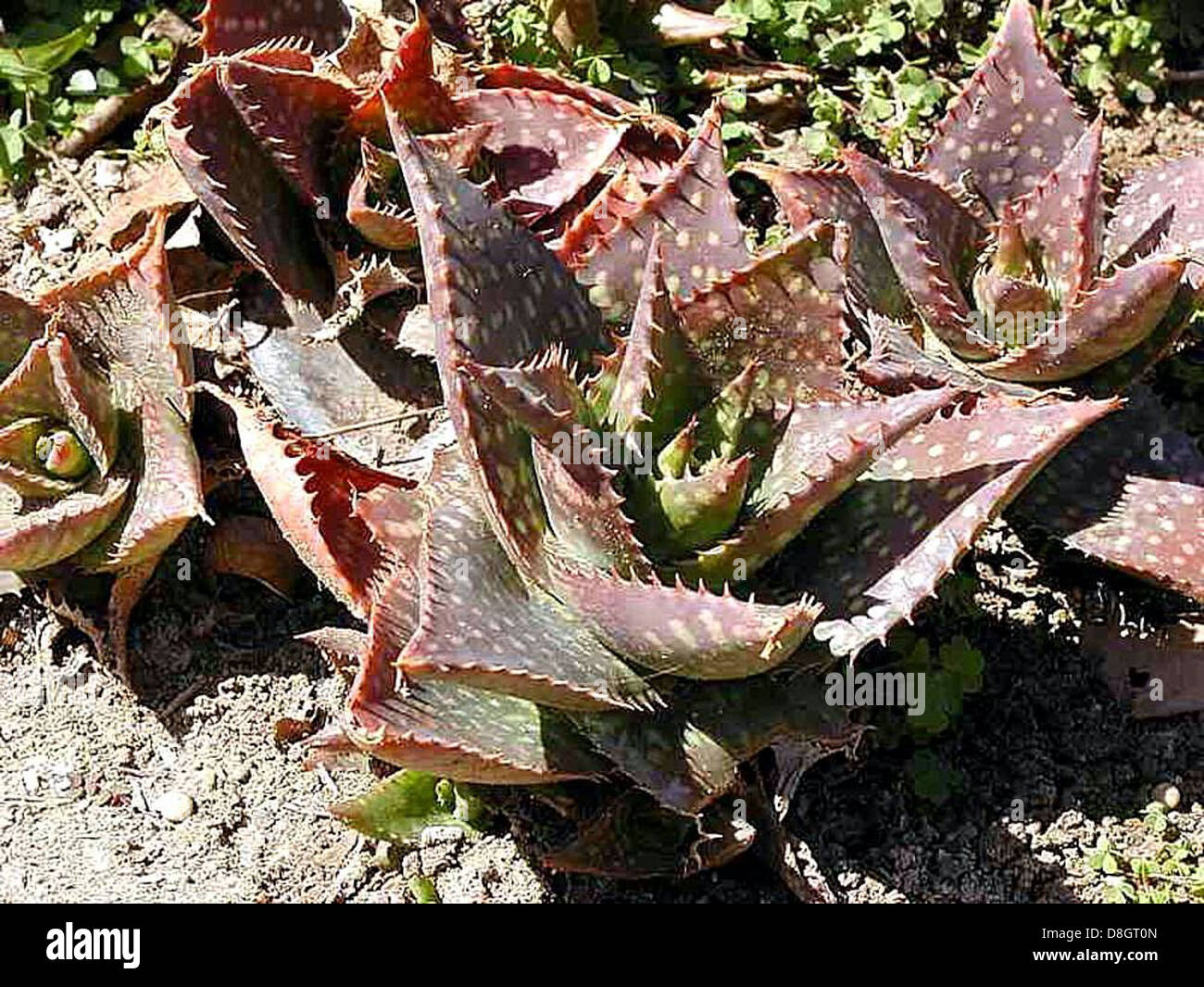 Cacti are drought-resistant plants known for their thick, fleshy stems ...