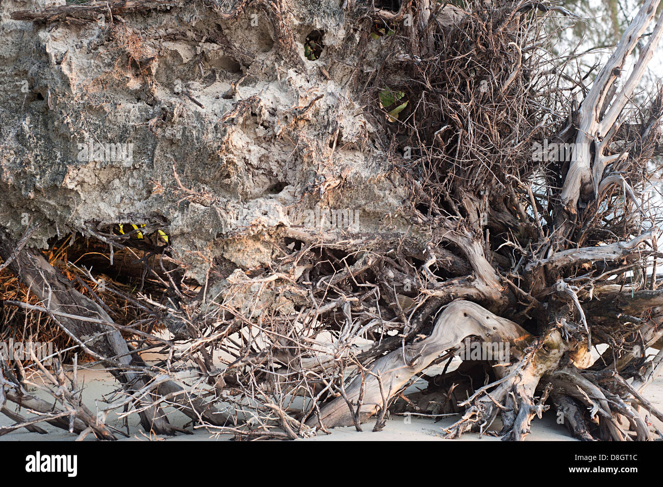 Roots of a fallen palm tree on the beach in Thailand Stock Photo - Alamy