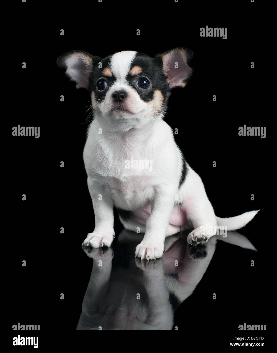 Black And White Chihuahua Baby