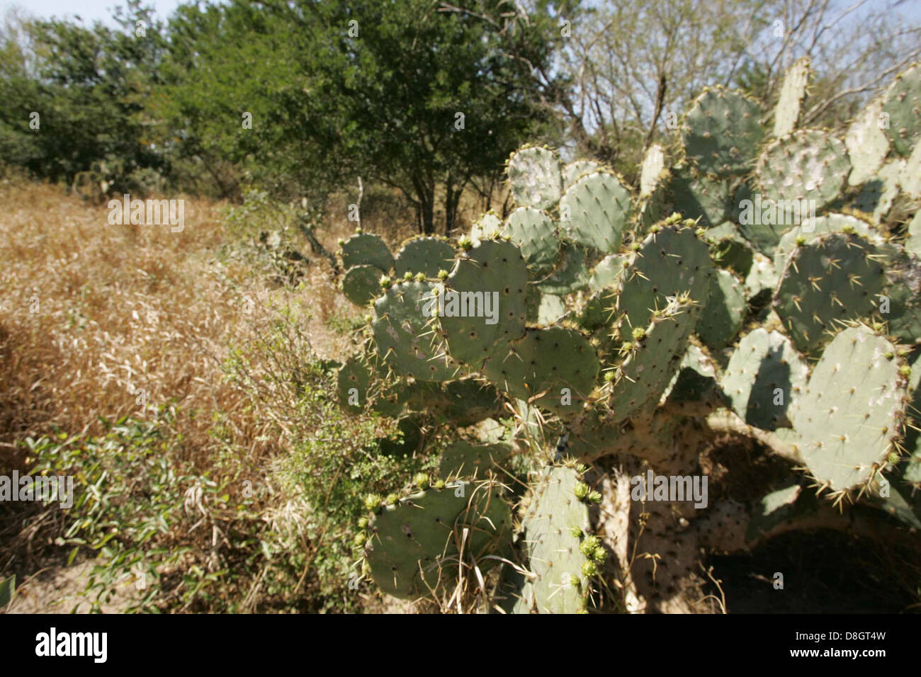 A cactus growing on the savanna desert landscape, adapted to survive in ...