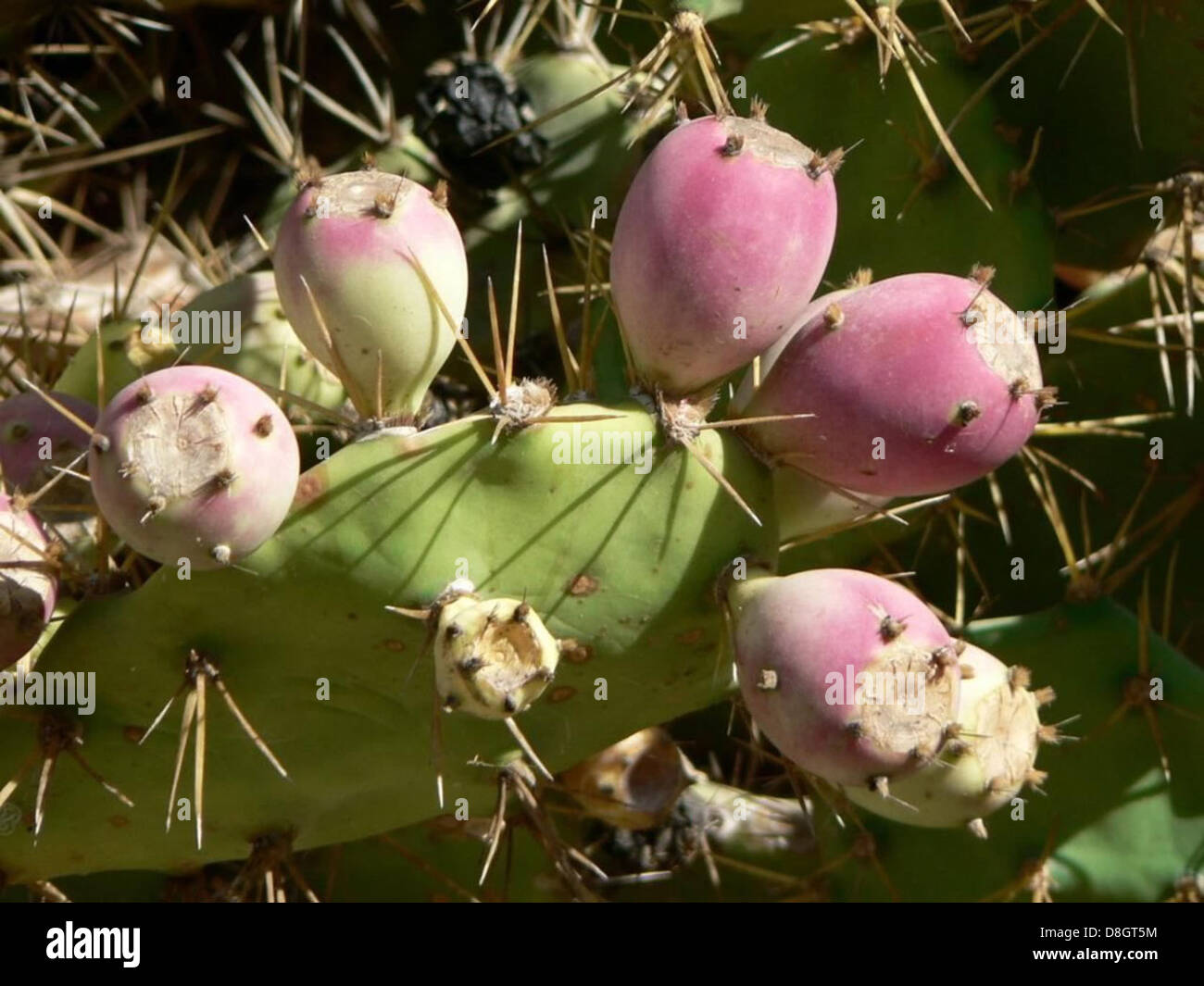 An image of cactus fruits, known as prickly pears, growing on the ...