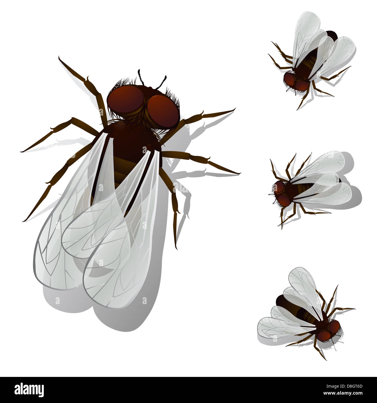 House fly illustration Cut Out Stock Images & Pictures - Alamy