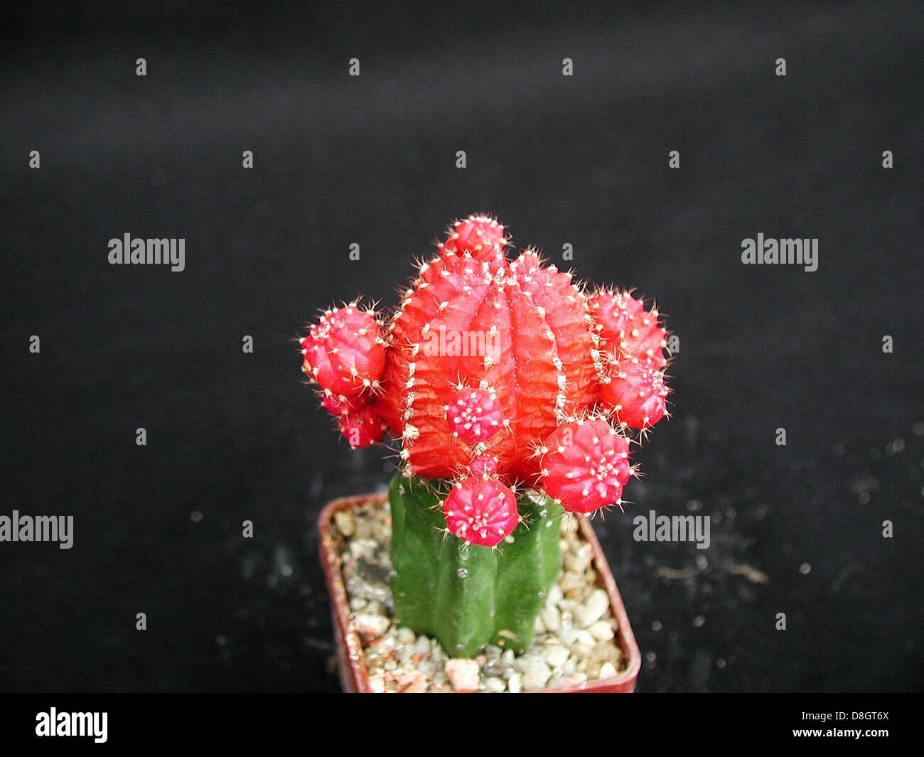 A cactus stands prominently in a desert landscape, its spiny structure ...