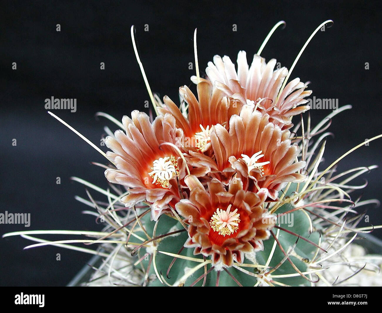 Cactus in dark Stock Photo - Alamy