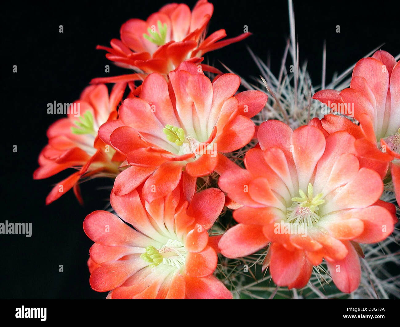 A cactus plant growing in a garden, displaying its spiny structure and ...