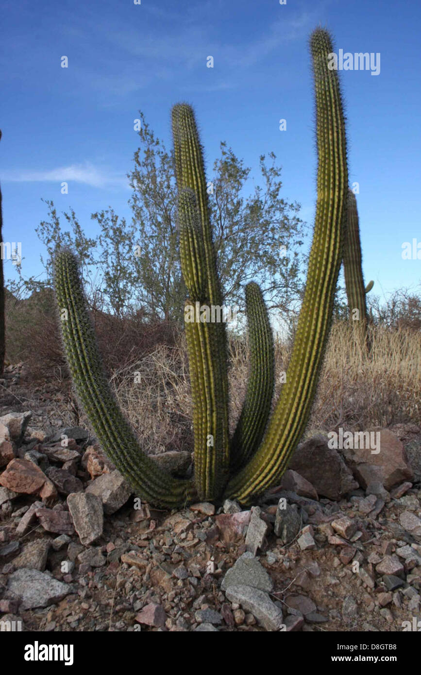 Cactus on the Cabeza prieta national wildlife refuge Stock Photo - Alamy