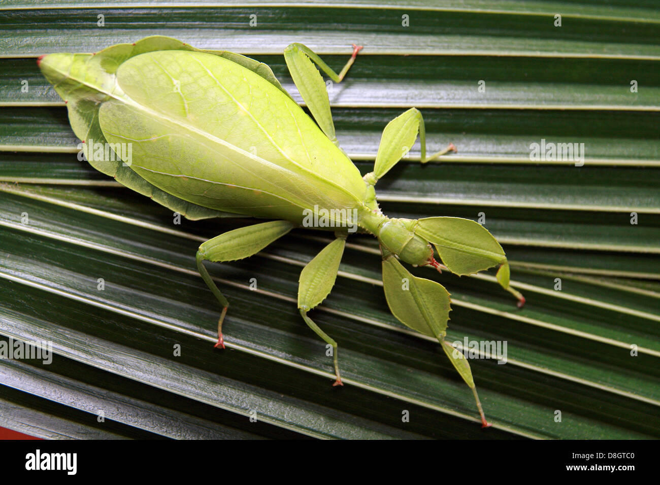 Leav hi-res stock photography and images - Alamy