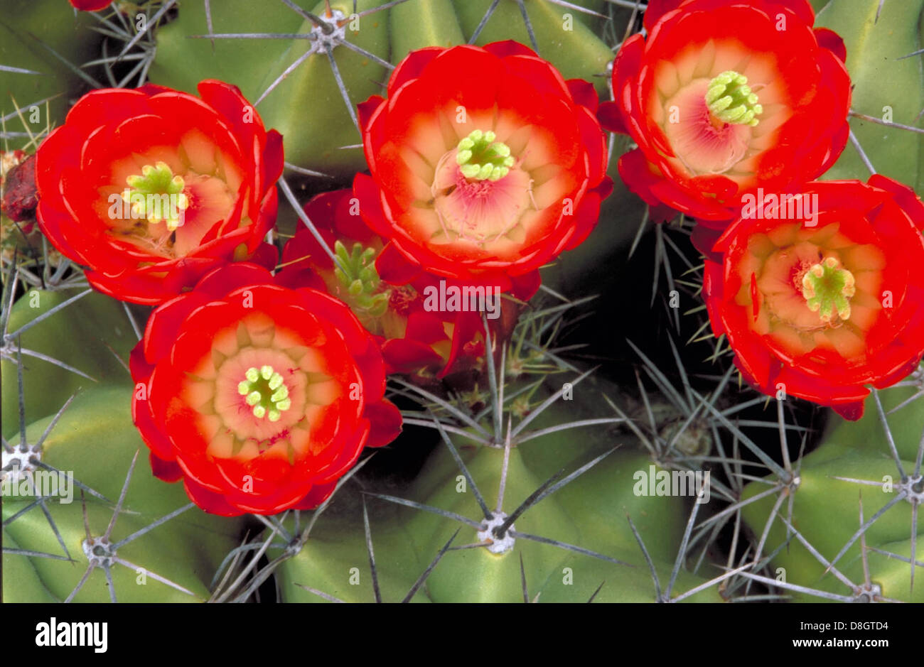 Cactus red flowers Stock Photo - Alamy
