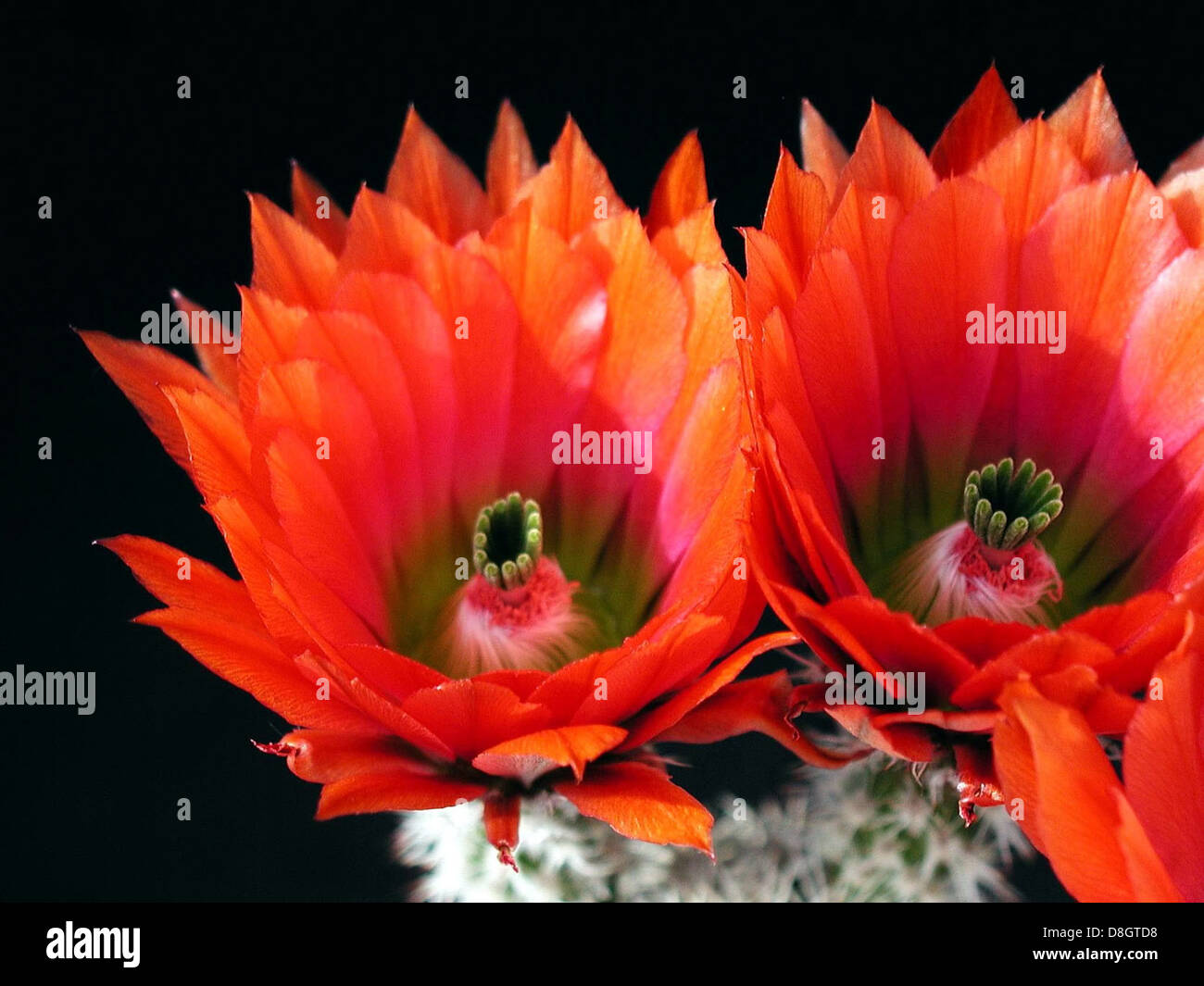 Red flowers add vibrant contrast hi-res stock photography and images ...