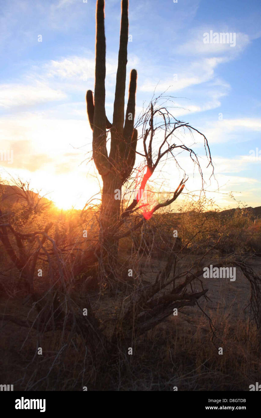 This image shows a cactus silhouetted against the early morning sun ...