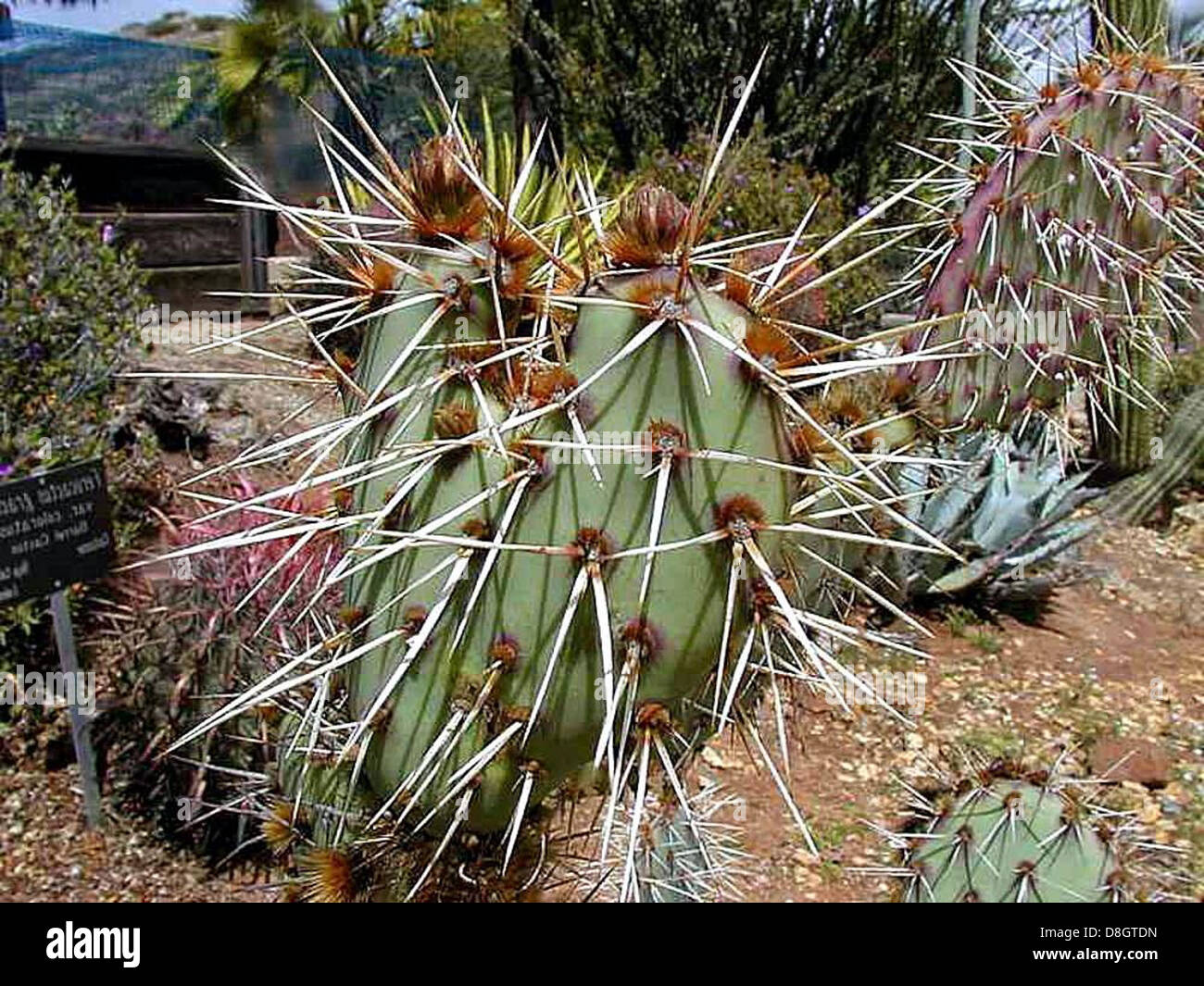 A close-up of cactus spines and thorns, showcasing the sharp ...
