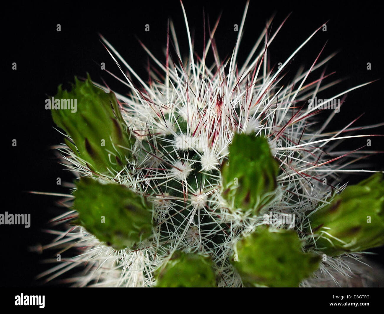 This image shows a cactus with large, prominent thorns protruding from ...