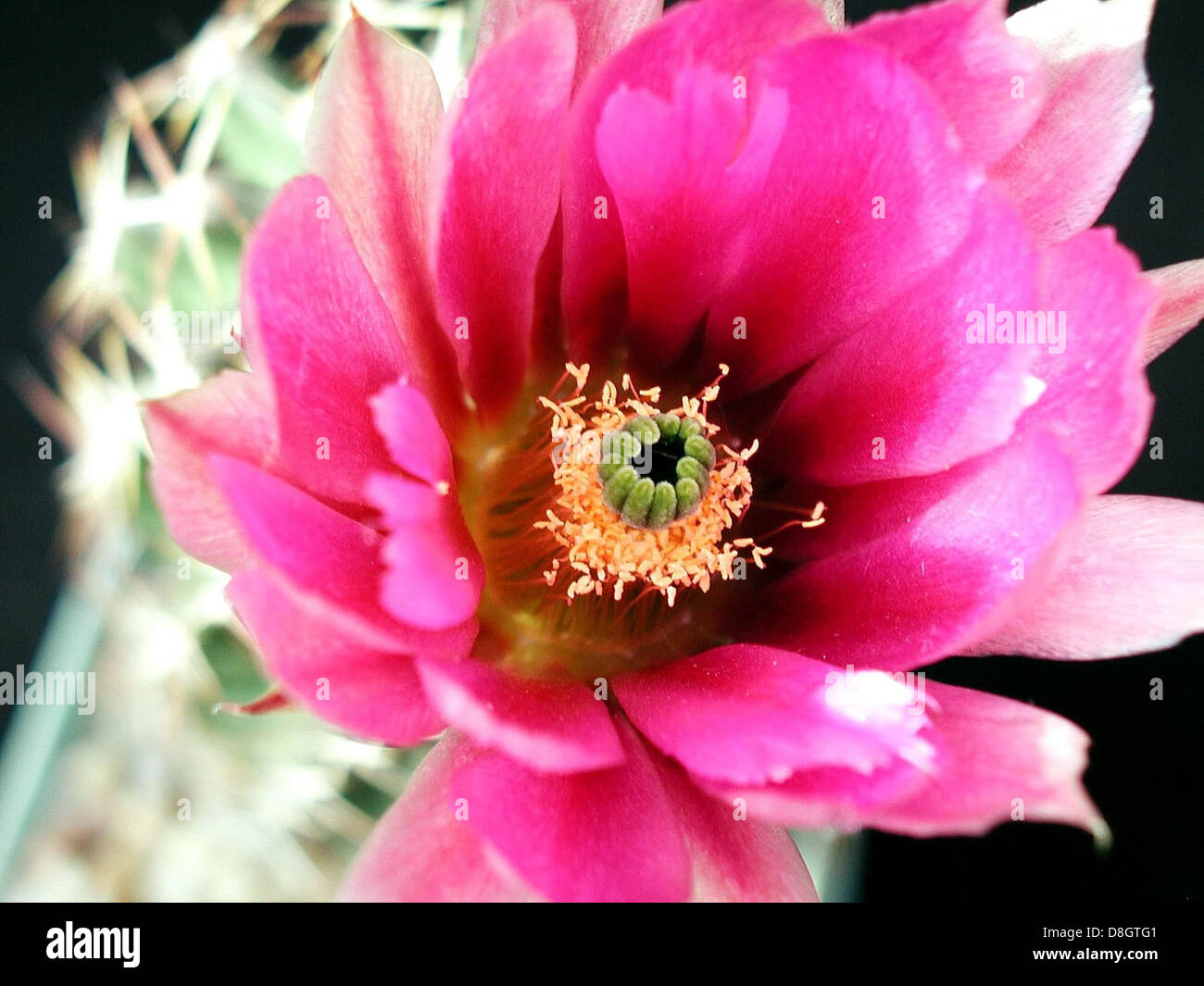 This image features a cactus plant, with the flower showing signs of ...